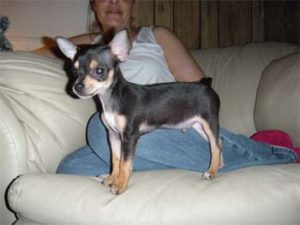 Abyssinian Sand Terrier Dog Info, History, Temperament, Training, Puppy ...
