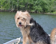 Poogle (Poodle-Beagle Mix) Facts, Temperament, Puppies, Pictures