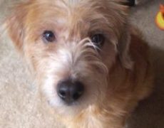 Poogle (Poodle-Beagle Mix) Facts, Temperament, Puppies, Pictures