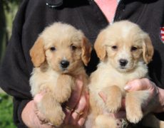 Poogle (Poodle-Beagle Mix) Facts, Temperament, Puppies, Pictures