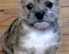 Chizer (Chihuahua X Miniature Schnauzer Mix) Temperament, Puppies, Pictures