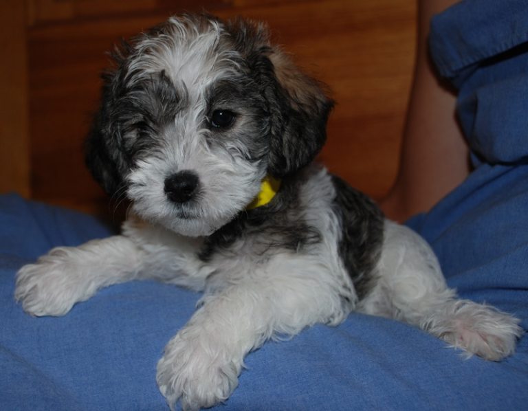 Schnoodle (Schnauzer-Poodle Mix) Info, Puppies, Temperament, Pictures ...