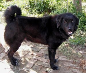 Kugsha Dog Info, History, Temperament, Training, Puppy, Pictures