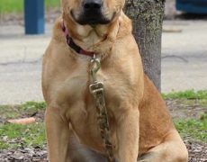 Shepherd Pit (Pitbull German Shepherd Mix) Info Temperament, Puppies ...