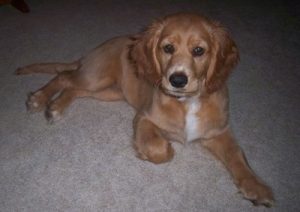 Cocker-Pei (Shar Pei X Cocker Spaniel Mix) Info, Temperament, Puppies ...