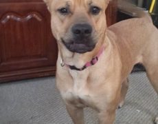 Shepherd Pit (Pitbull German Shepherd Mix) Info Temperament, Puppies ...