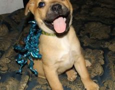Shepherd Pit (Pitbull German Shepherd Mix) Info Temperament, Puppies ...