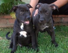 Shepherd Pit (Pitbull German Shepherd Mix) Info Temperament, Puppies ...