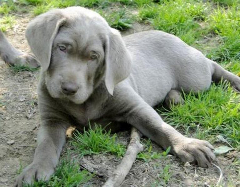 Labrador Retriever Info, Temperament, Life Span, Puppies, Pictures