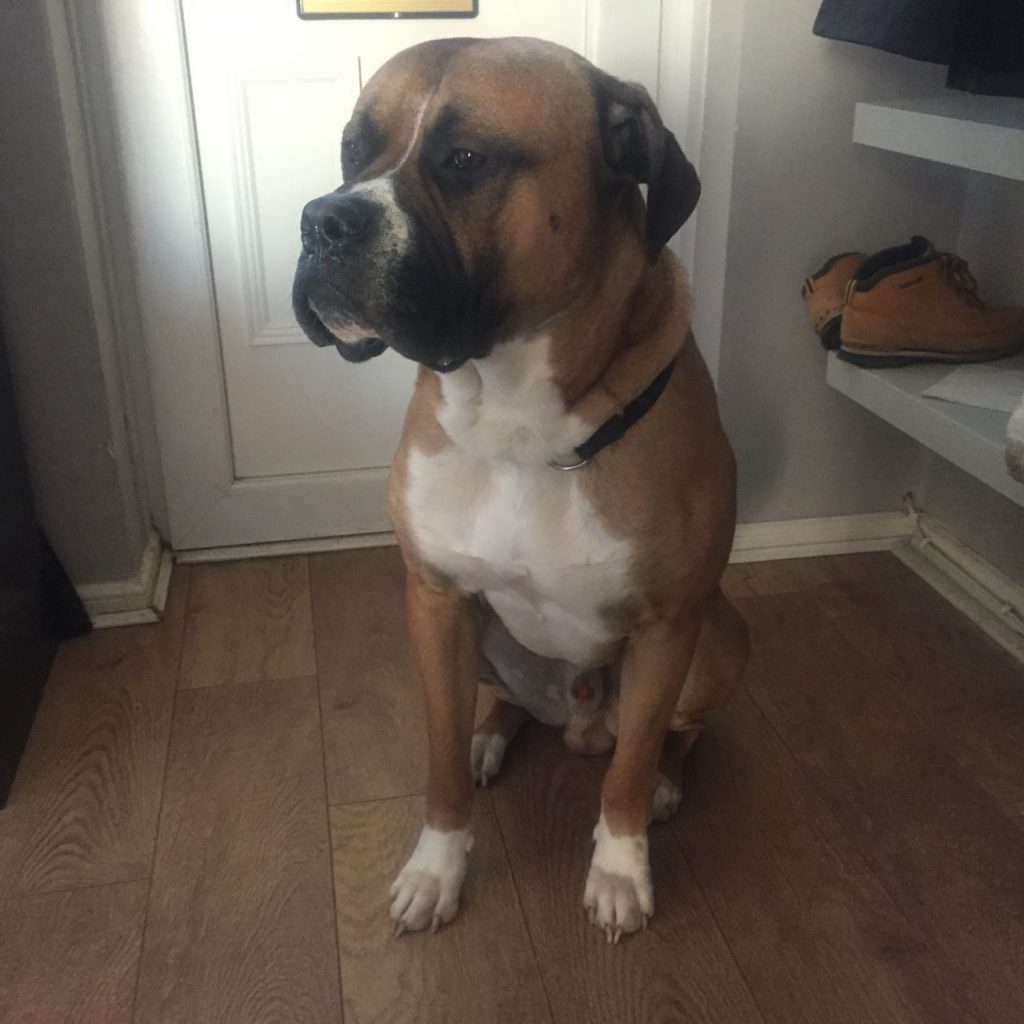 List of Popular Boxer Mixes With Pictures