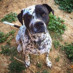 List of Popular Dalmatian Mixes With Pictures