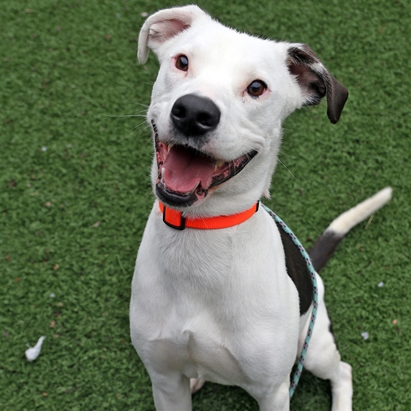 List of Popular Dalmatian Mixes With Pictures