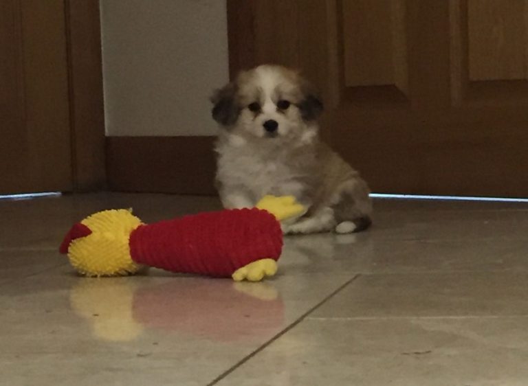 List of Popular Corgi Mixes With Pictures