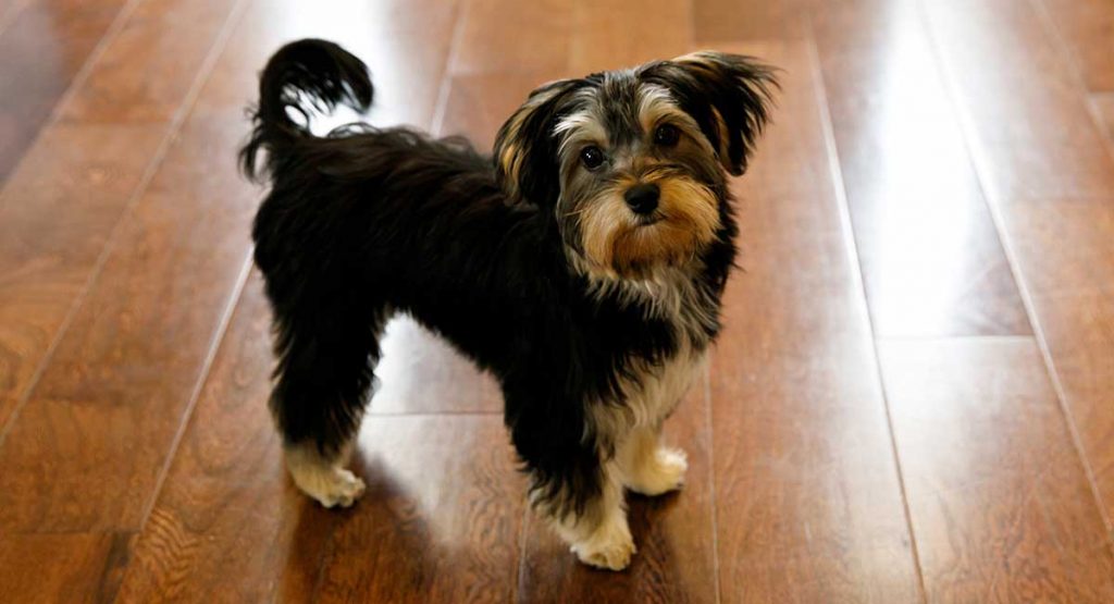 List of Popular Yorkie (Yorkshire Terrier) Mixes With Pictures