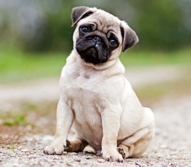 Pug Info, Life Expectancy, Personality, Puppies, Pictures