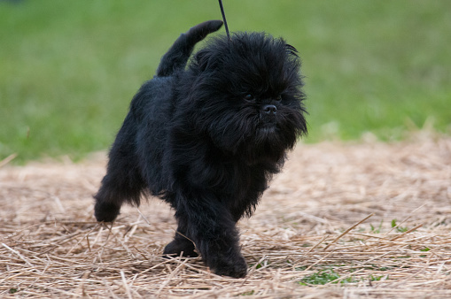 Affenpinscher, Size, Life Expectancy, Personality, Puppies, Pictures