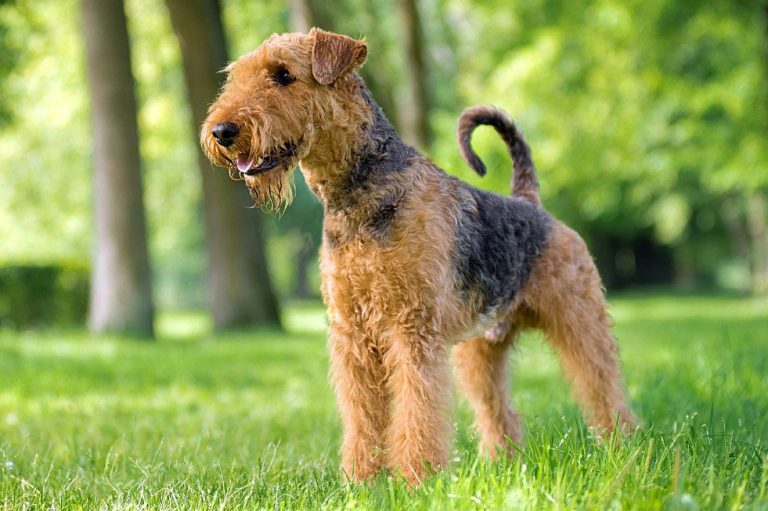 Airedale Terrier Info, Size, Temperament, Lifespan, and Pictures