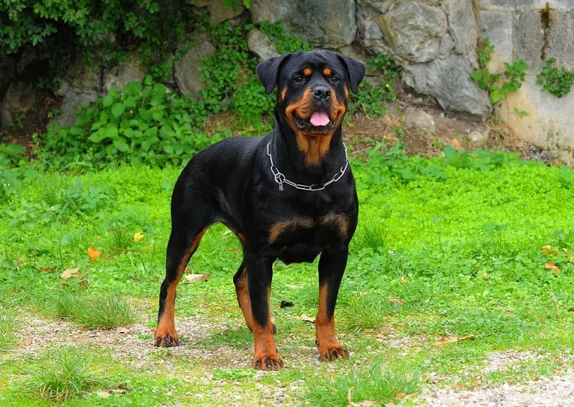 Rottweiler Info, Color, Temperament, Lifespan, Shedding, and Pictures