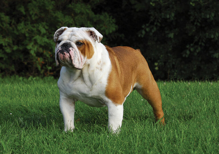 English Bulldog Info, Size, Temperament, Lifespan, and Pictures