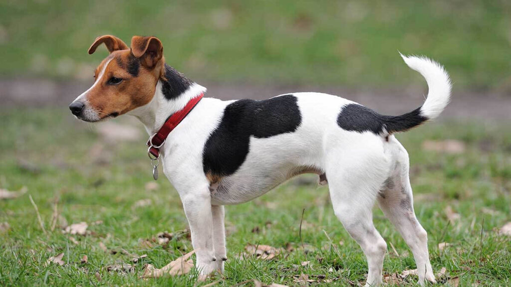 Jack Russell Terrier Info, Size, Temperament, Lifespan, and Pictures