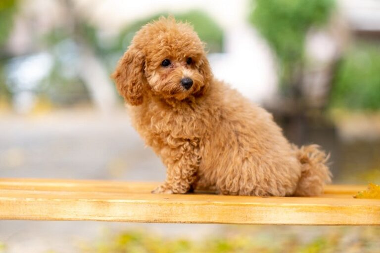 Toy Poodle Info, Size, Temperament, Lifespan, and Pictures