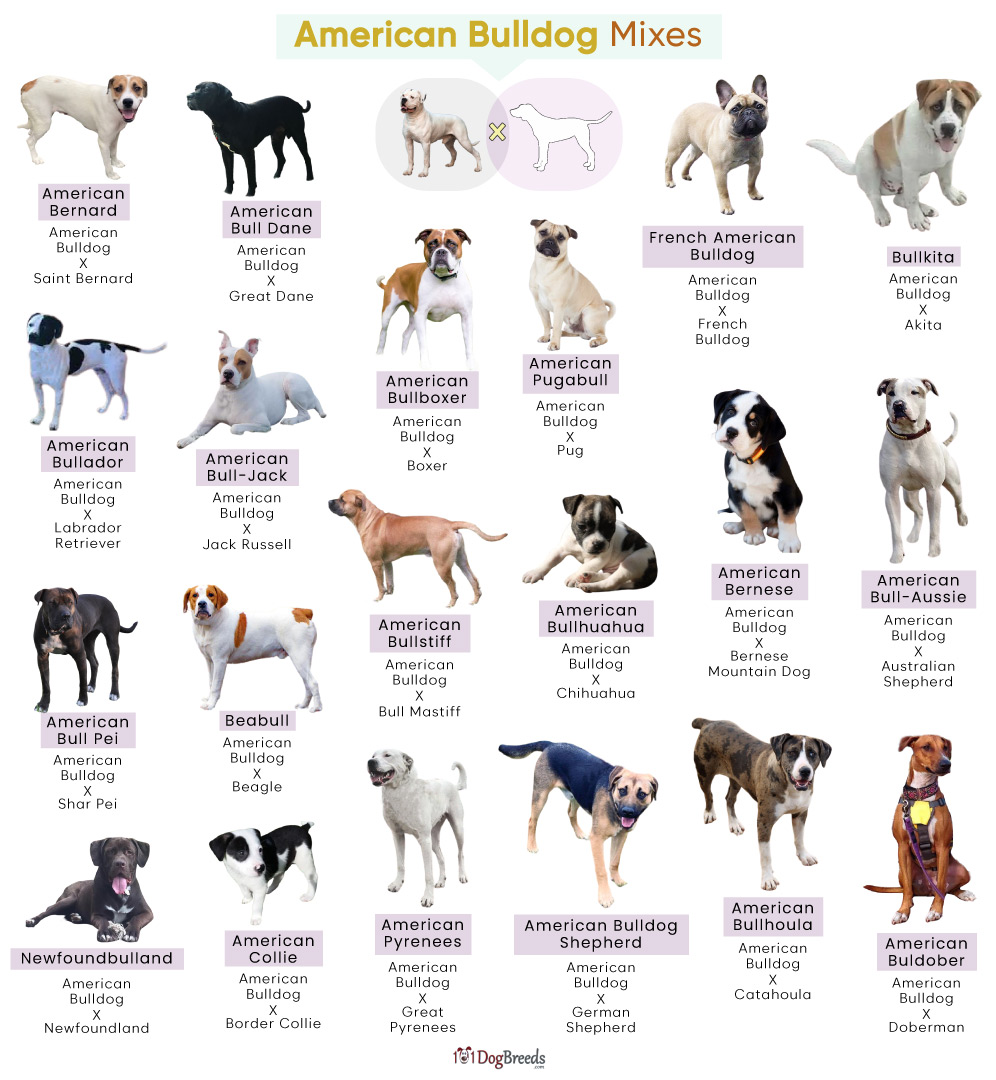 List of Popular American Bulldog Mixes - 101DogBreeds.com