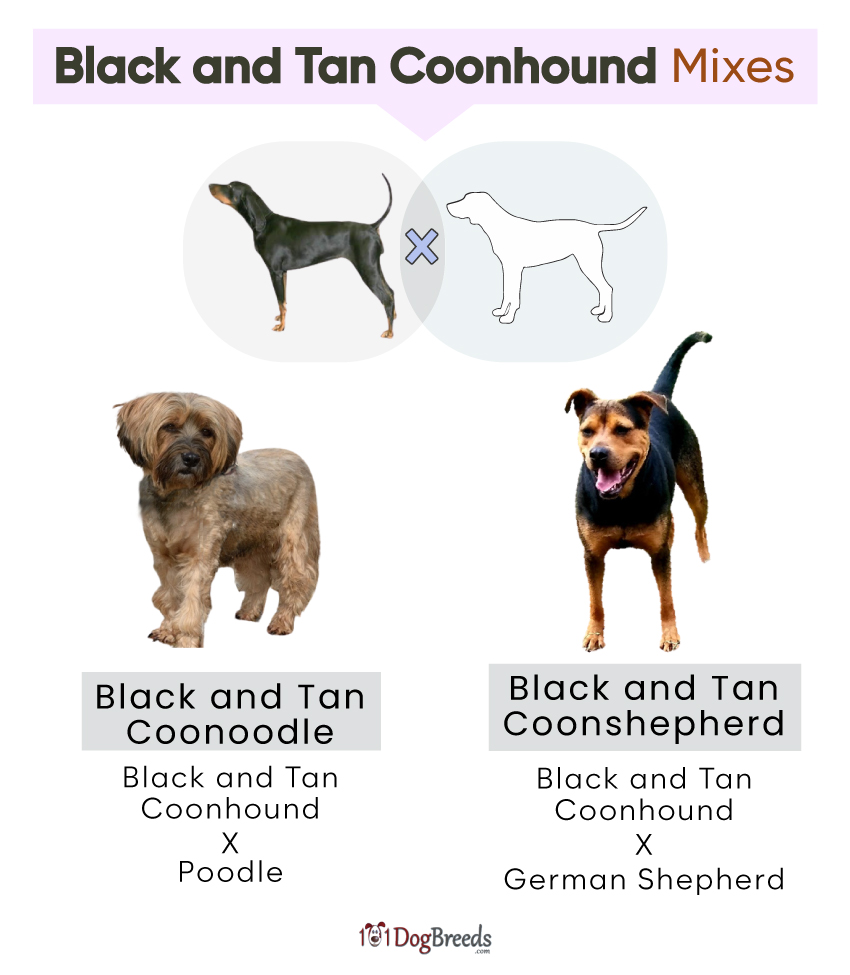 List of Popular Black and Tan Coonhound Mixes With Pictures