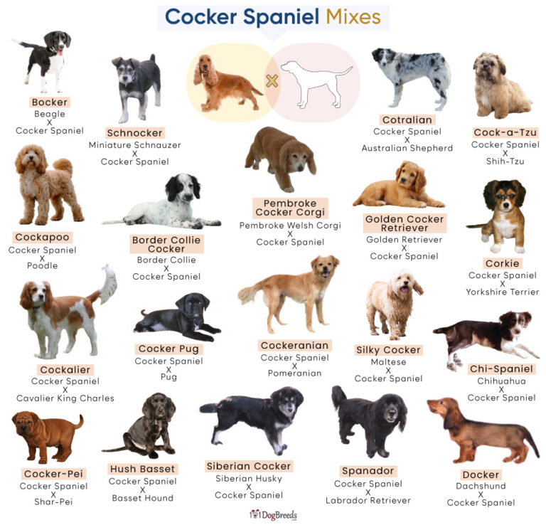 List of Popular Cocker Spaniel Mixes With Pictures