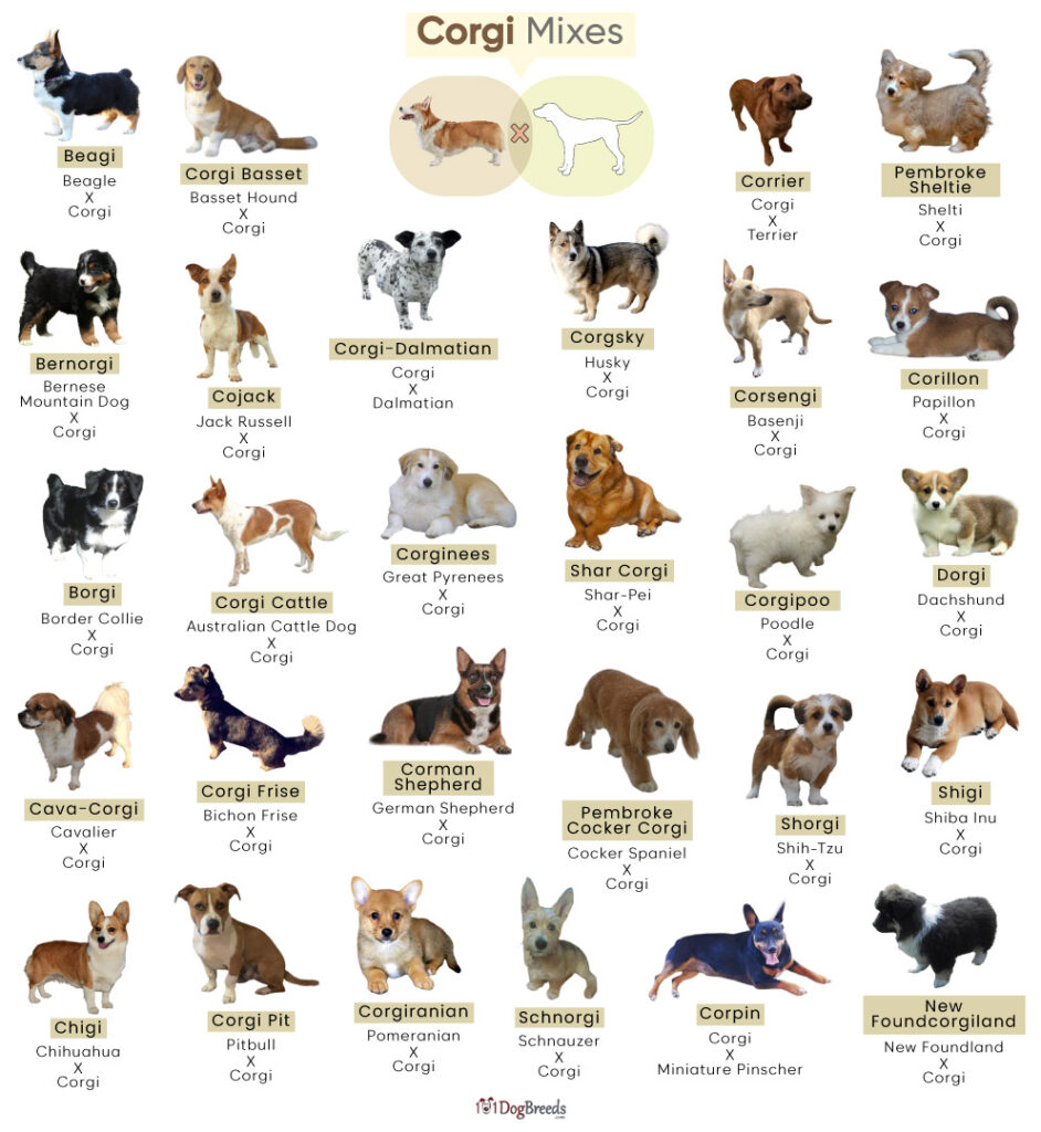List of Popular Corgi Mixes With Pictures