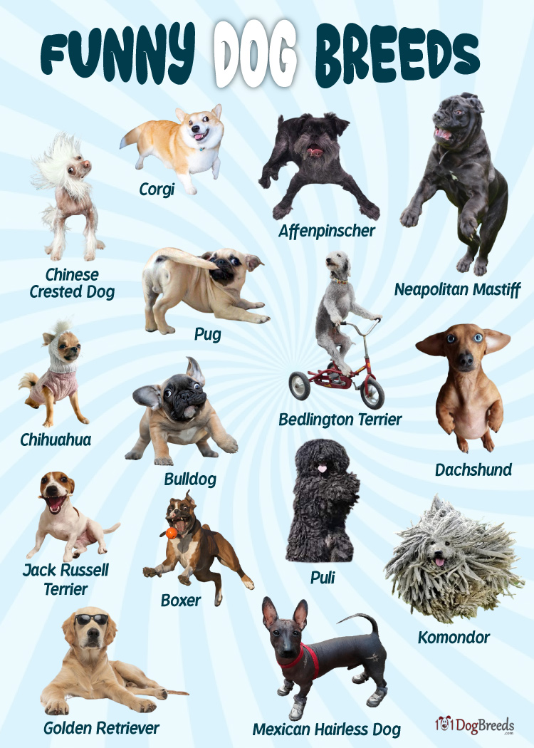 List of Funny Dog Breeds with Pictures