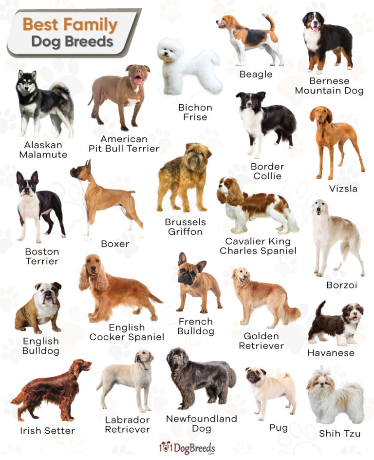 List of Best Dog Breeds for Families with Pictures