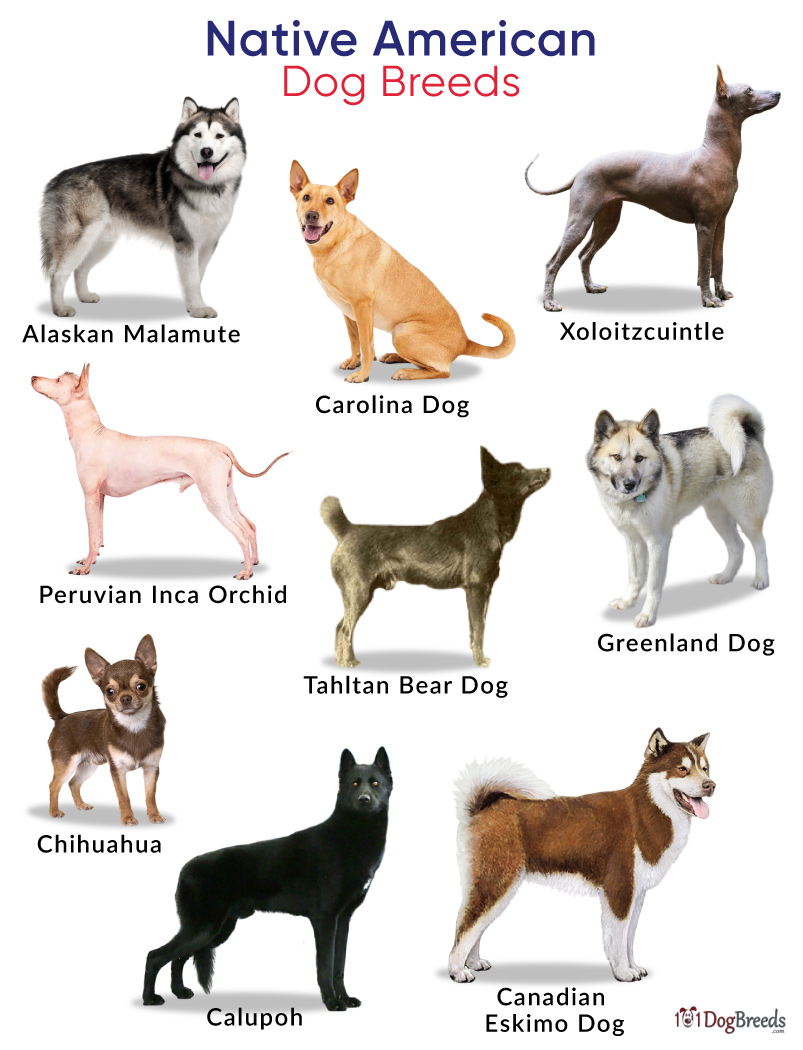 List of Native American Dog Breeds with Pictures