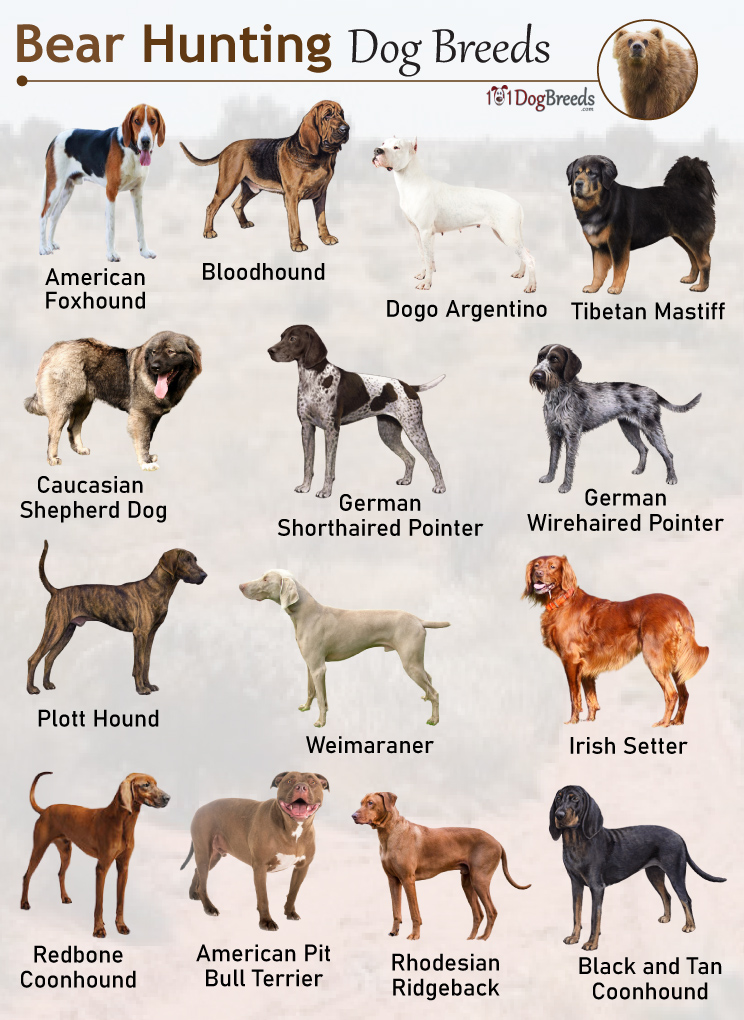 List of Bear Hunting Dog Breeds with Pictures - 101DogBreeds.com