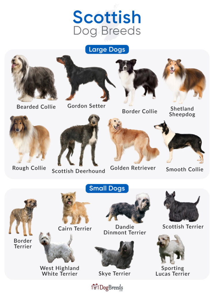 List of Scottish Dog Breeds with Pictures