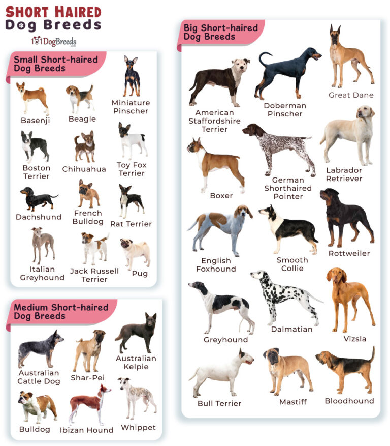 List of Small, Medium, and Big Short Haired Dog Breeds with Pictures.