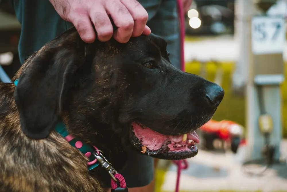 Daniff: Size, Lifespan, Temperament, and Pictures