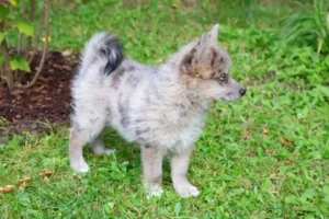 Pomsky: Size, Lifespan, Temperament, and Pictures