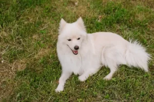 Pomsky: Size, Lifespan, Temperament, and Pictures