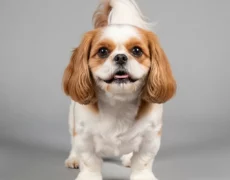 Cava-Tzu (Cavalier King Charles Spaniel Shih-Tzu Mix) Temperament ...